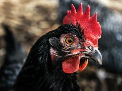 Chickens Providing Harvard Researchers Insight on How the Human Fovea ...